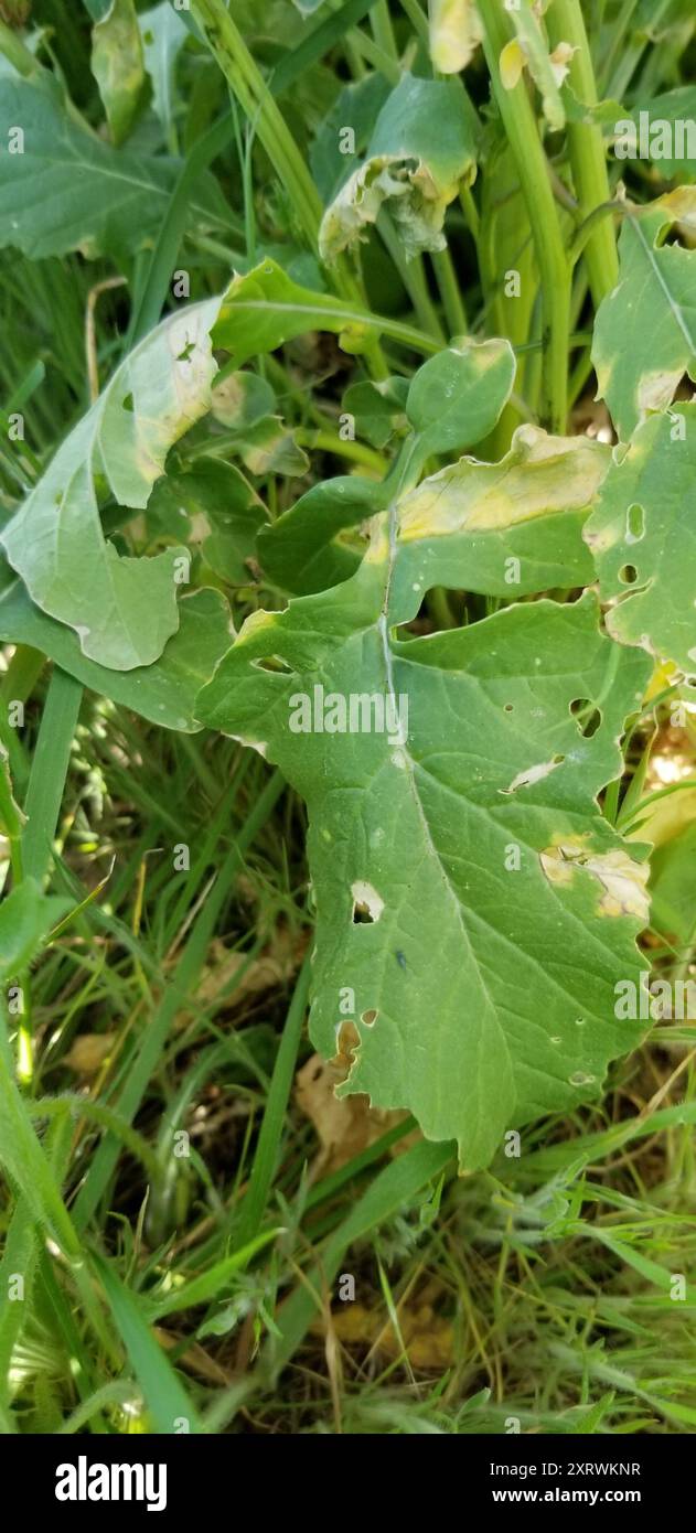 annual bastard cabbage (Rapistrum rugosum) Plantae Stock Photo - Alamy