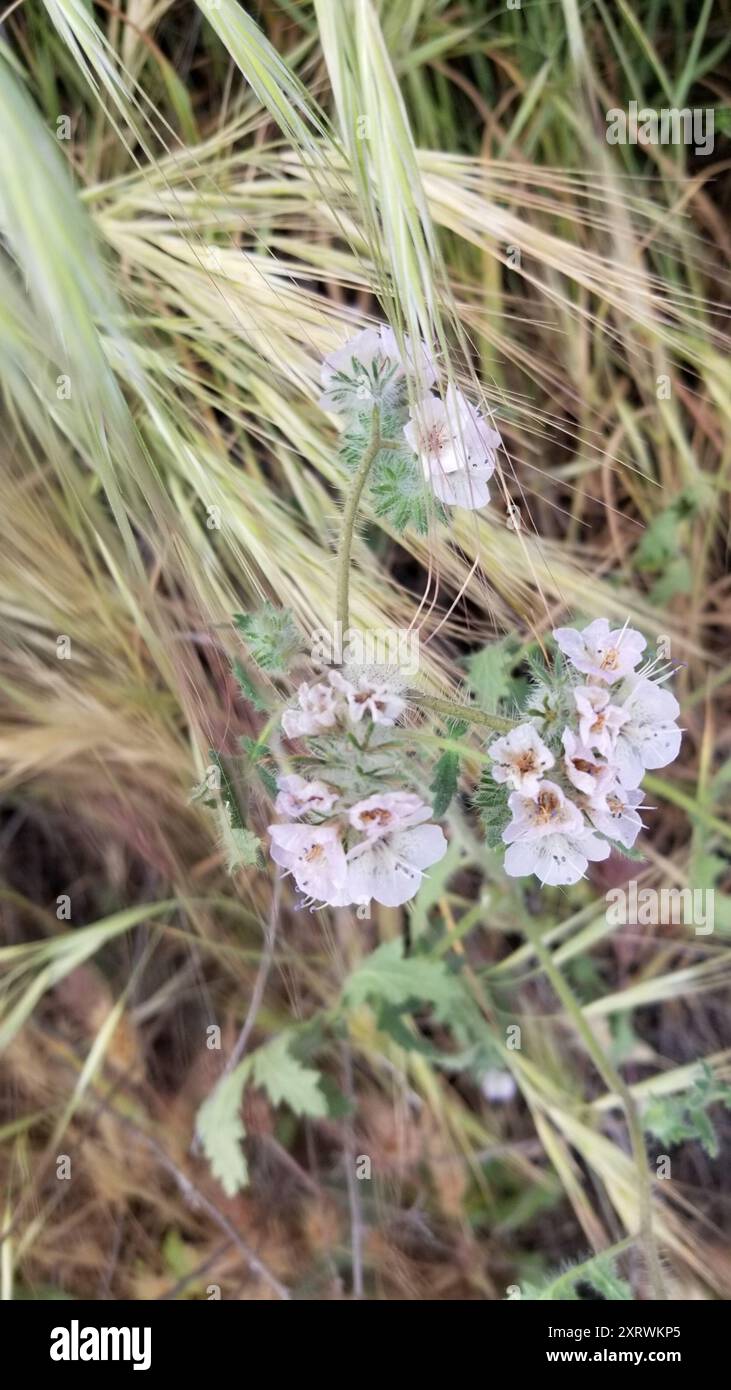 caterpillar scorpionweed (Phacelia cicutaria) Plantae Stock Photo - Alamy