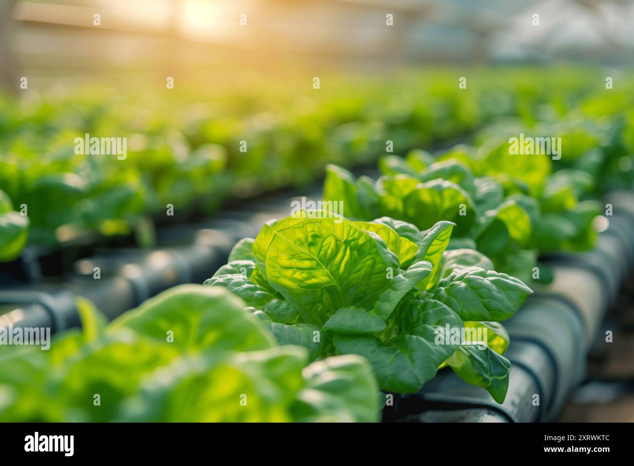 Hydroponic farm salad plants on water without soil agriculture in the ...