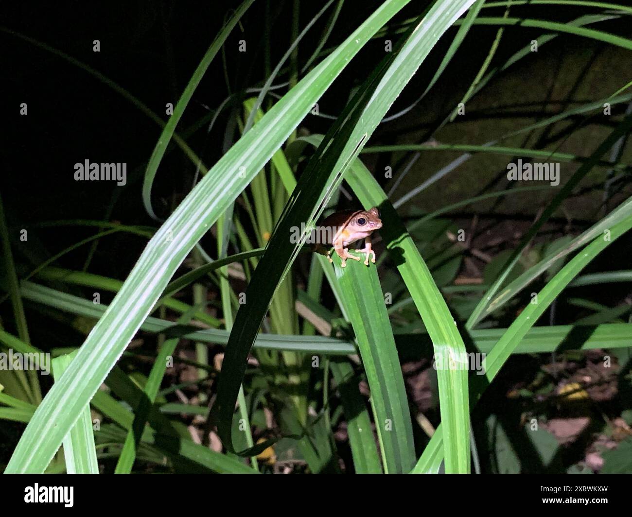 Temple Tree Frog (Kurixalus idiootocus) Amphibia Stock Photo - Alamy