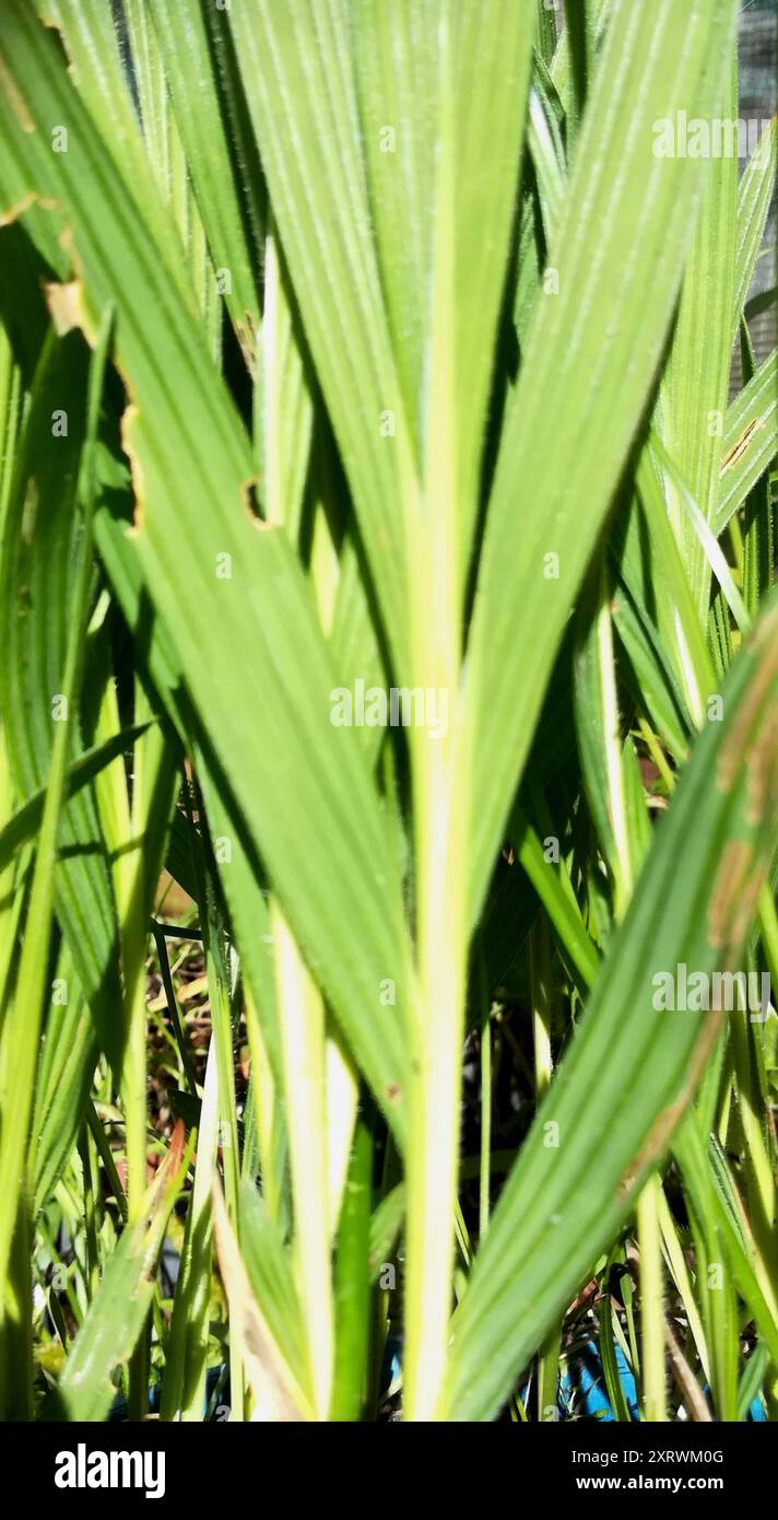 Baboon root hi-res stock photography and images - Alamy