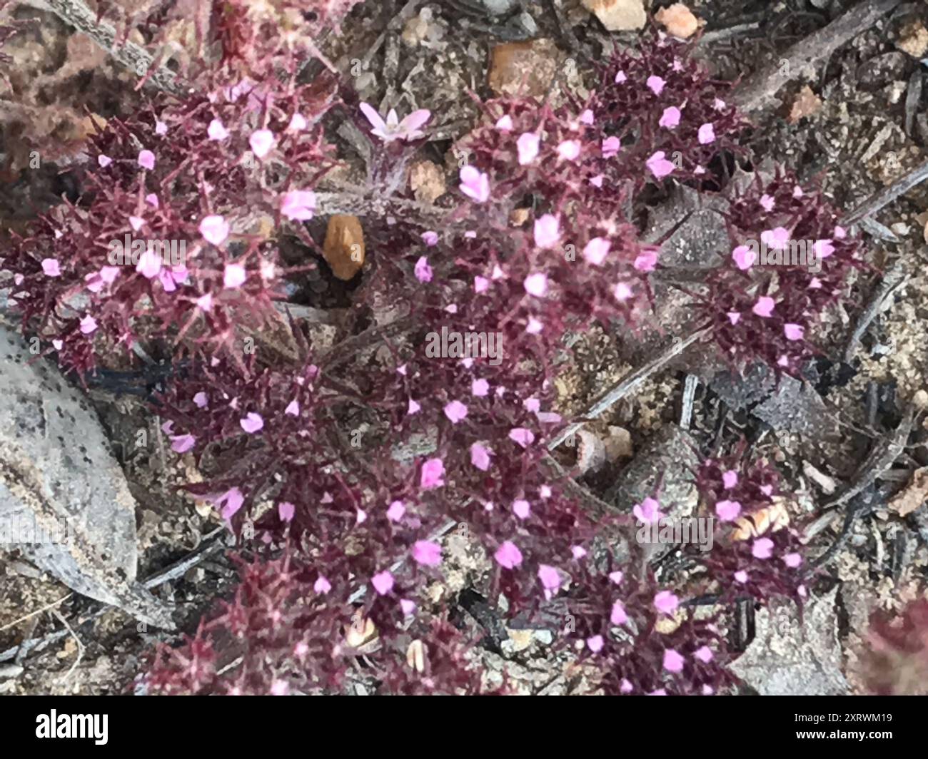 Turkish rugging (Chorizanthe staticoides) Plantae Stock Photo - Alamy