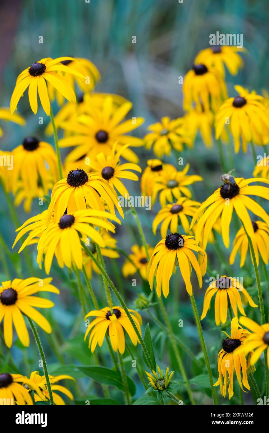 Tall yellow daisy hi-res stock photography and images - Alamy