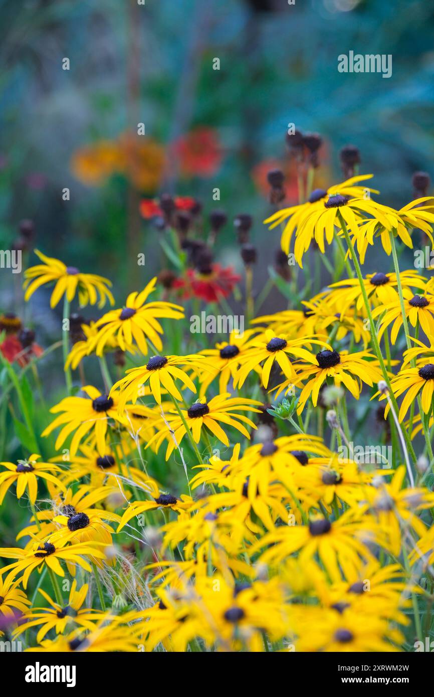 Tall yellow daisy hi-res stock photography and images - Alamy