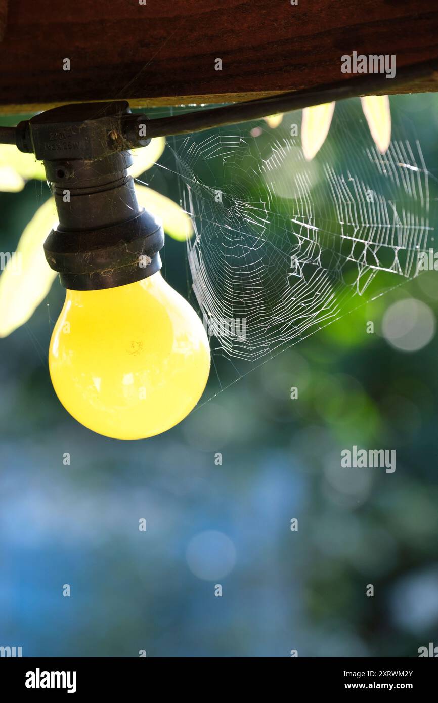 A spider web outlined by the sunshine hangin from a garden pergola with ...