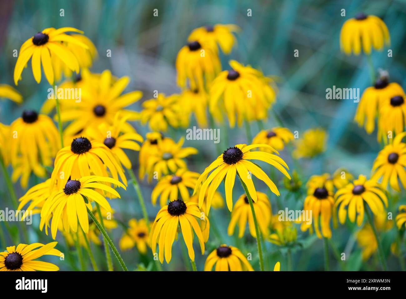 Tall daisy hi-res stock photography and images - Alamy