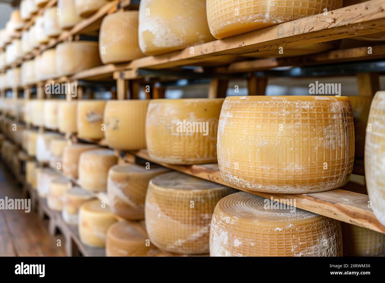Cheese resting on a shelf in a dairy factory, shelves with cheese at a ...