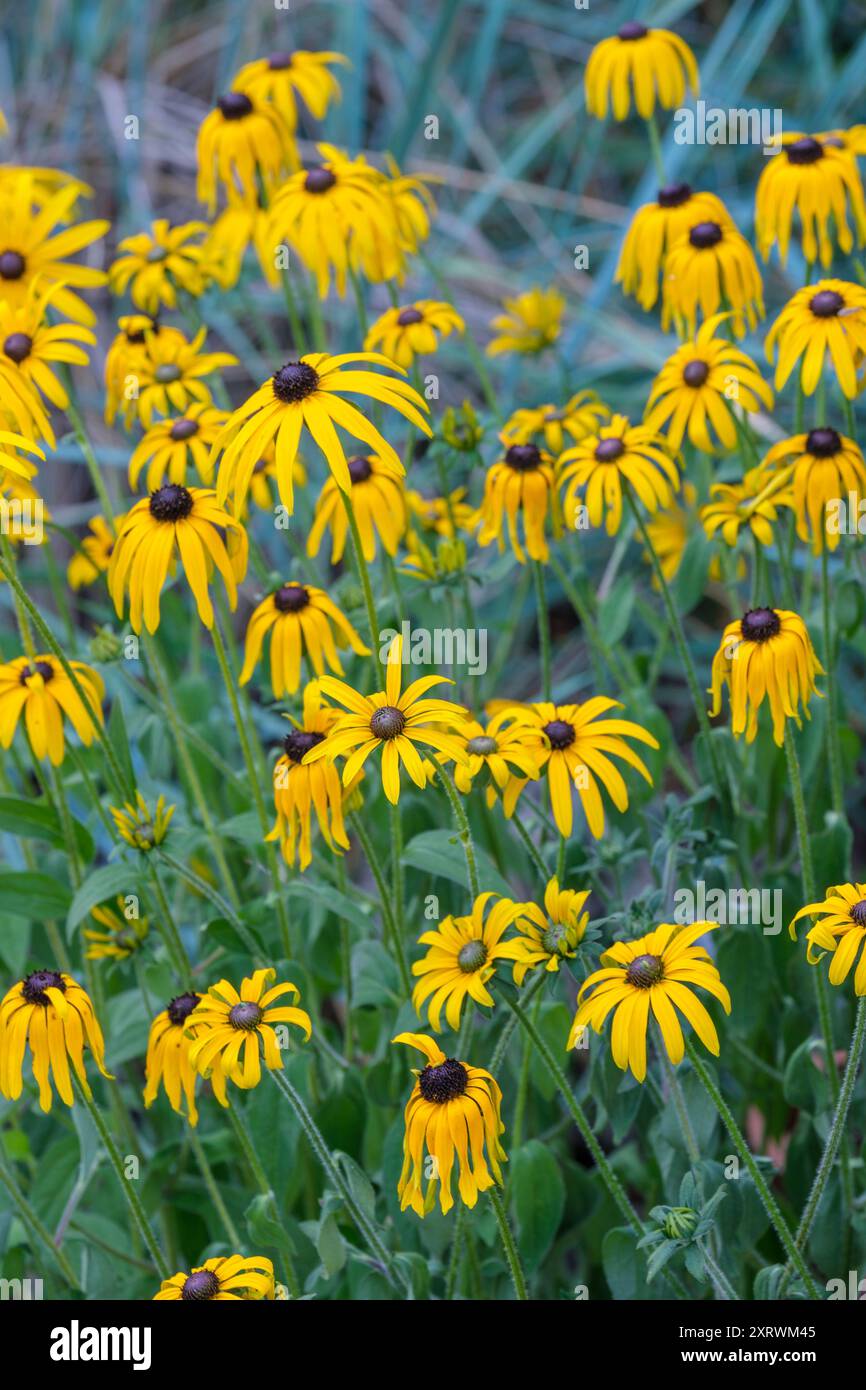 Tall yellow daisy hi-res stock photography and images - Alamy