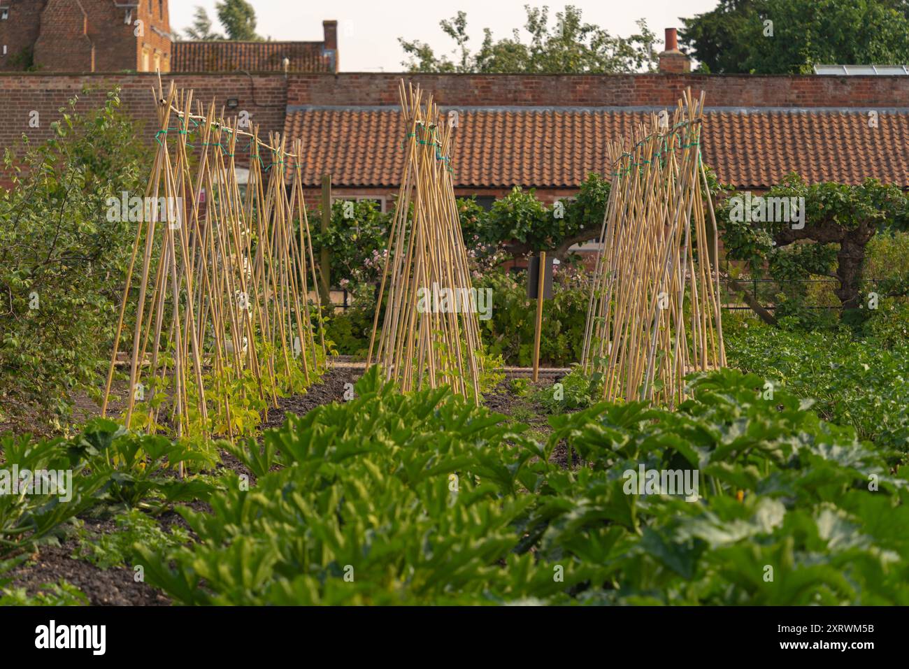 Doddington Hall Lincolnshire, growing sweet peas, fragrance, Victorian ...