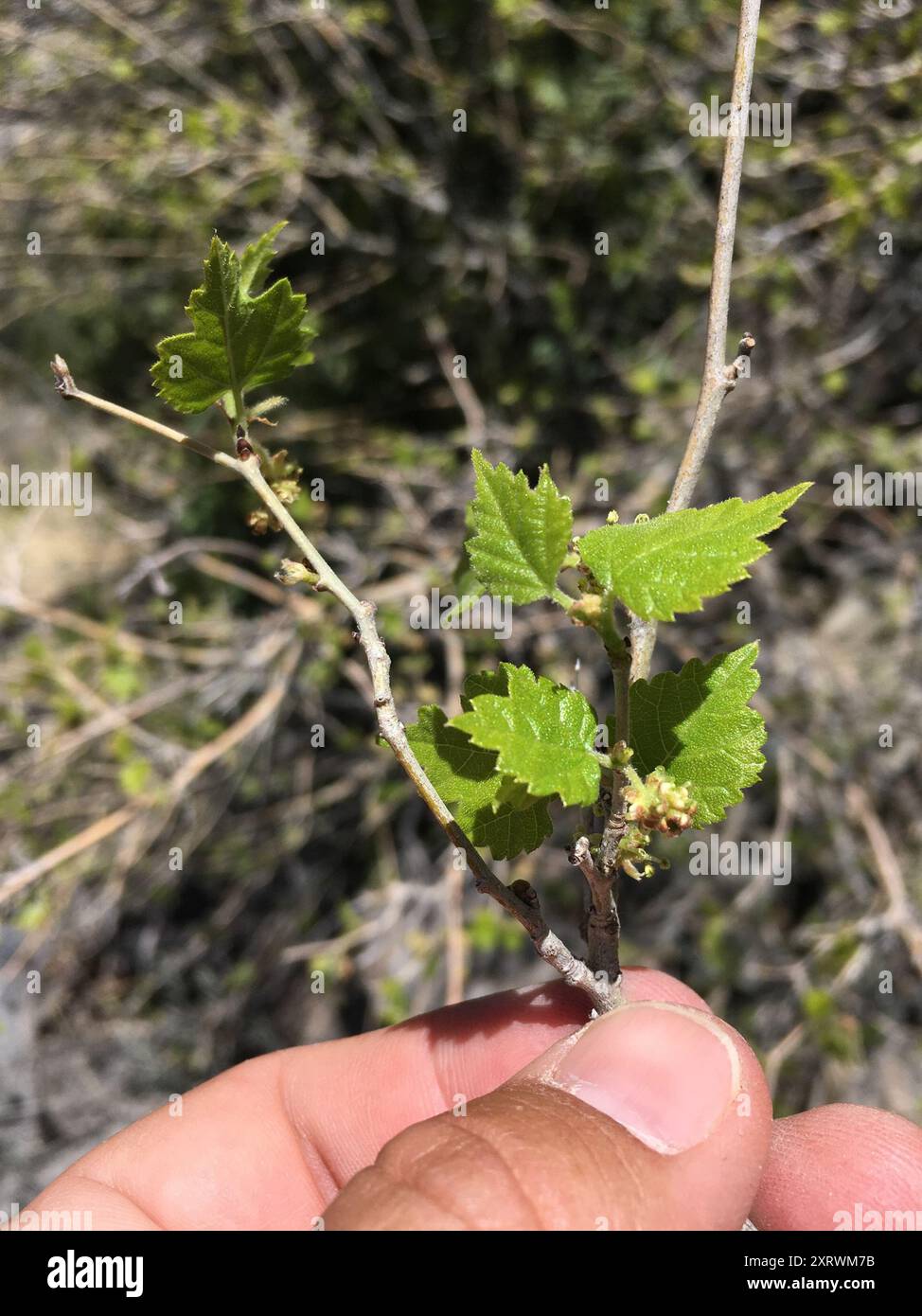 Texas mulberry (Morus microphylla) Plantae Stock Photo - Alamy