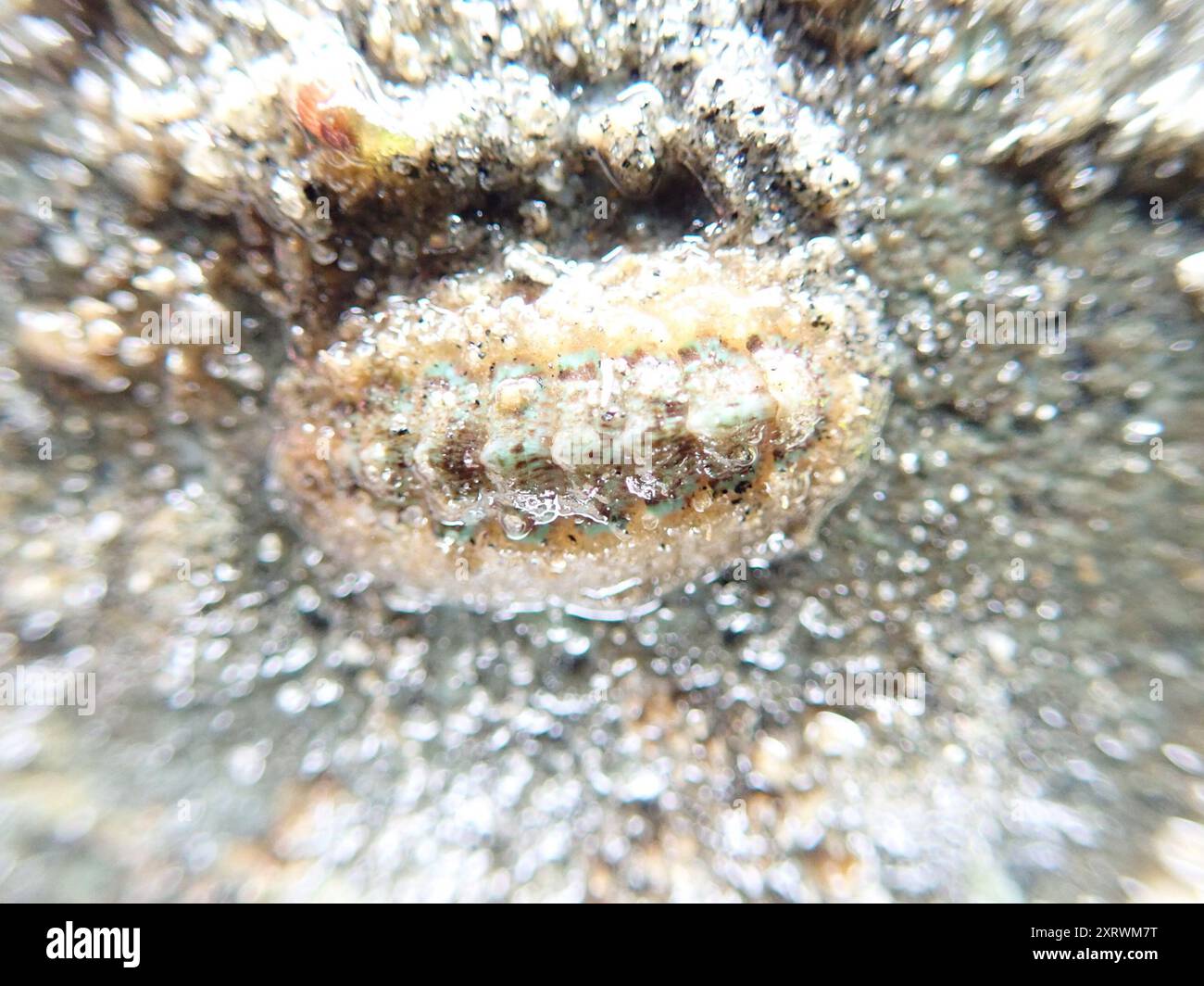 Red-Flecked Mopalia (Mopalia spectabilis) Mollusca Stock Photo - Alamy
