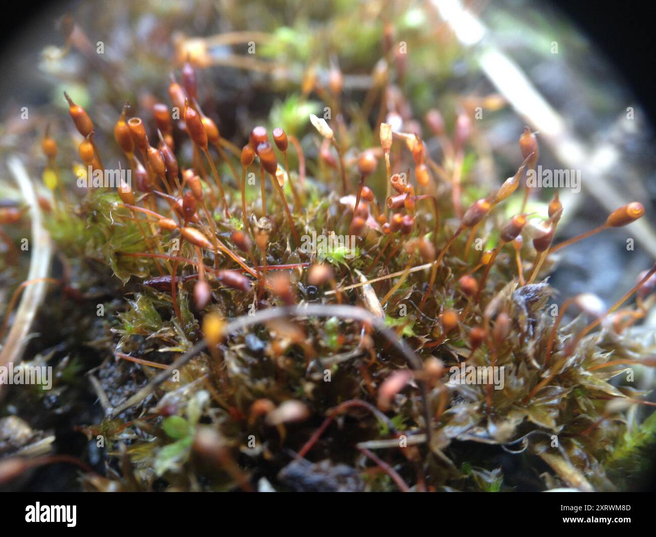 joint-toothed mosses (Bryopsida) Plantae Stock Photo - Alamy