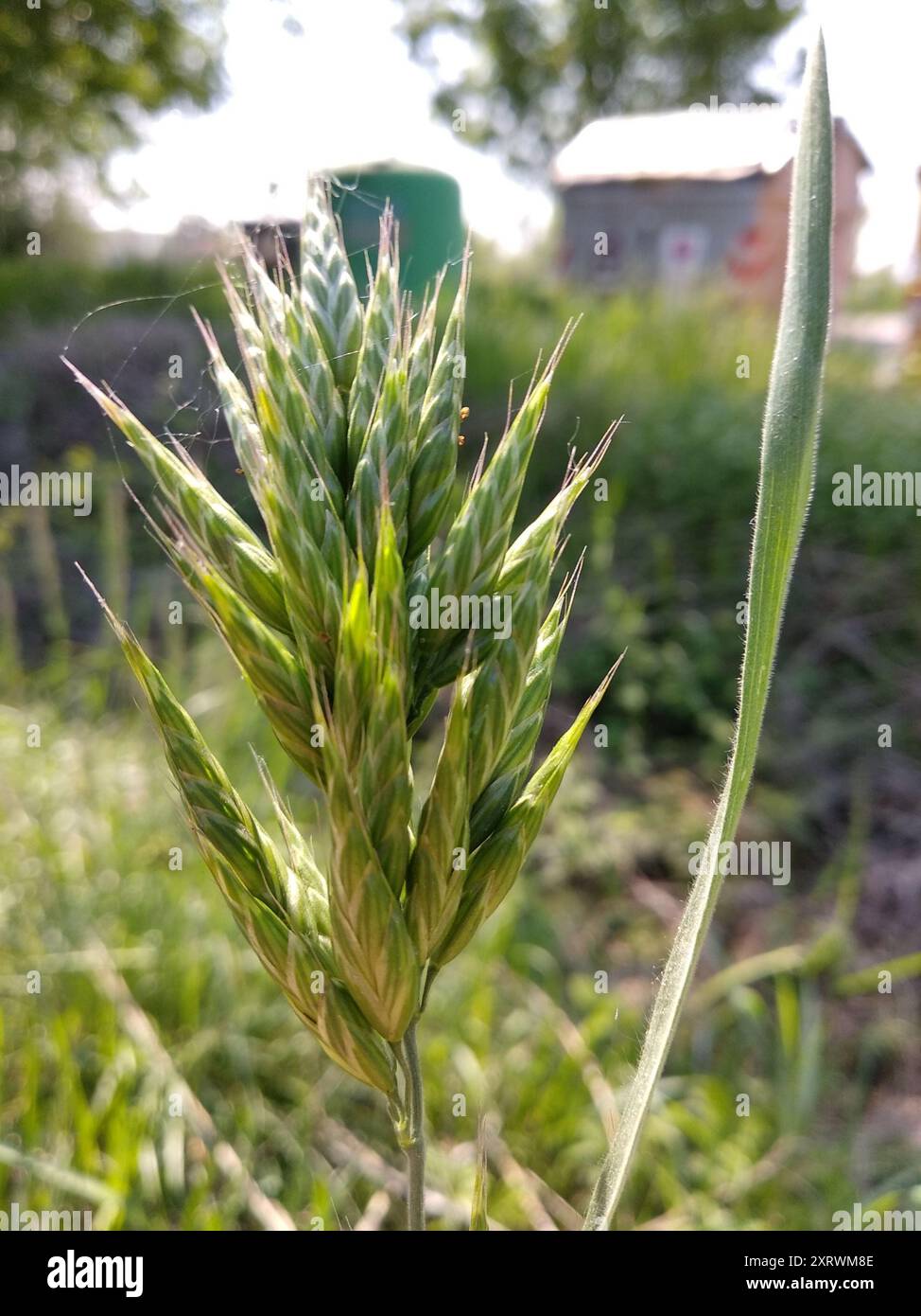 common soft brome (Bromus hordeaceus) Plantae Stock Photo - Alamy