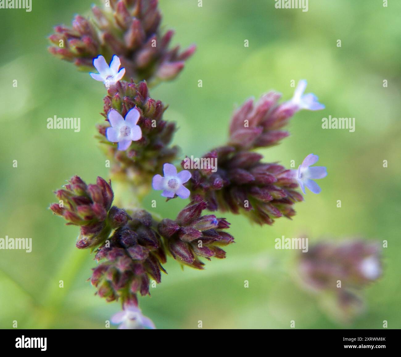 Brazilian Vervain (Verbena brasiliensis) Plantae Stock Photo - Alamy