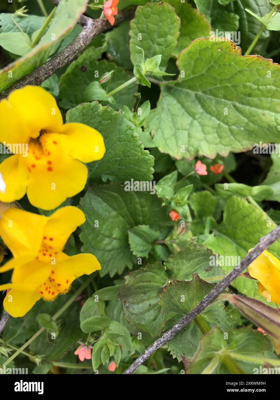 seep monkeyflowers (Simiolus) Plantae Stock Photo - Alamy