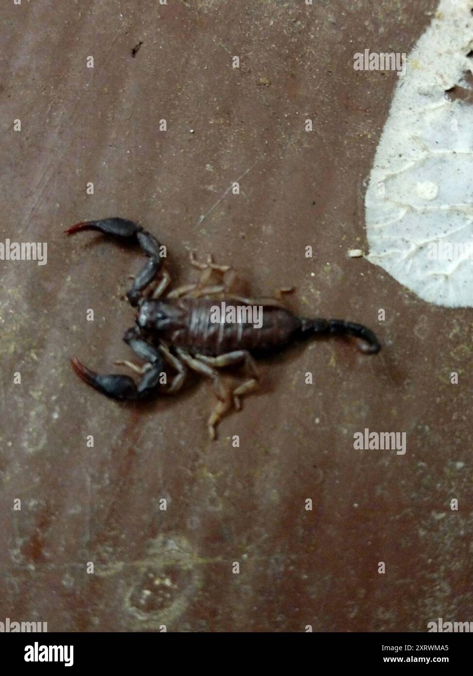 Scorpions (Scorpiones) Arachnida Stock Photo - Alamy