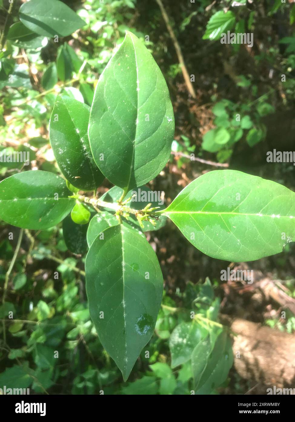 tree privet (Ligustrum lucidum) Plantae Stock Photo - Alamy