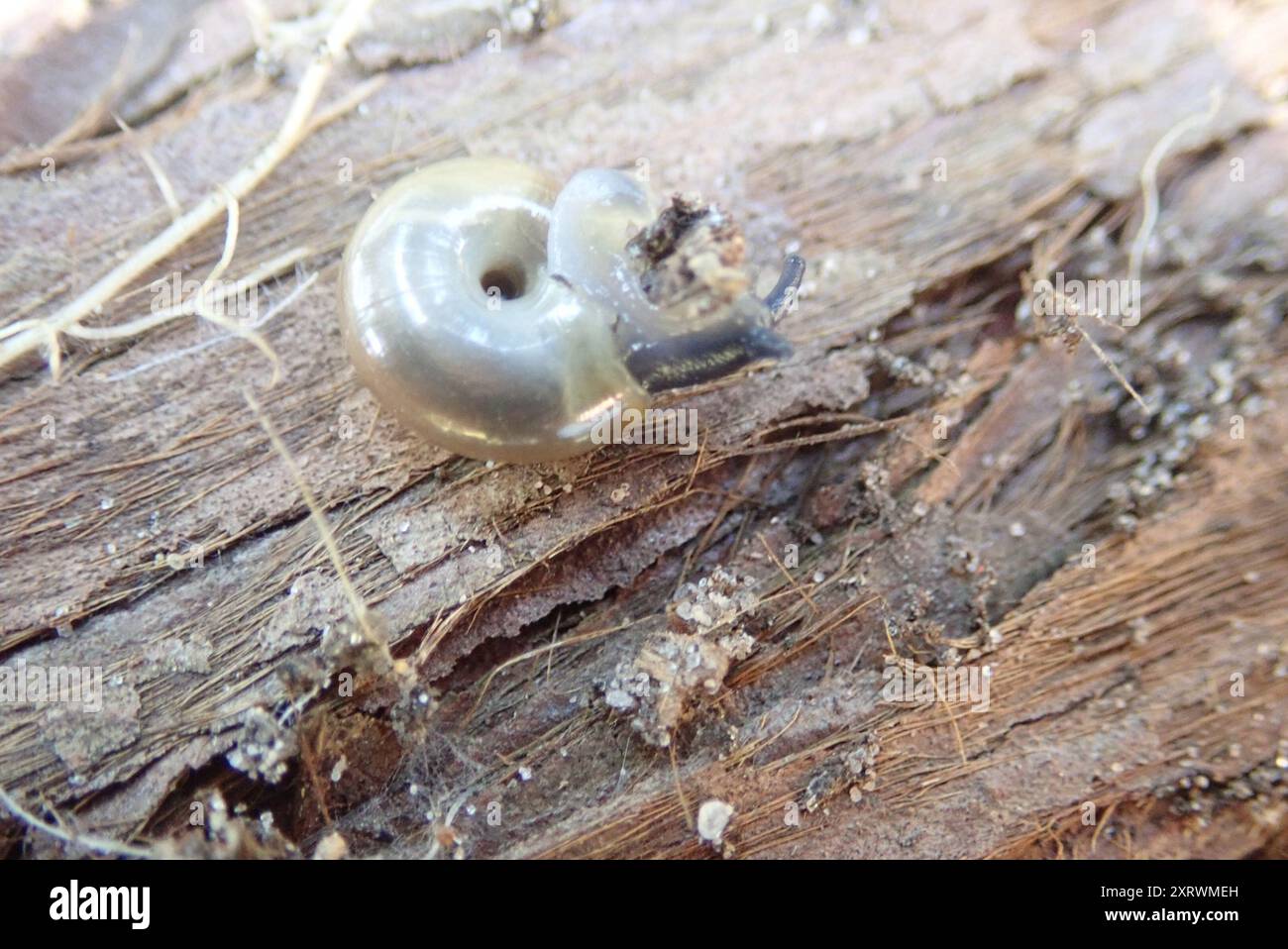 Typical Glass Snails (Oxychilus) Mollusca Stock Photo - Alamy