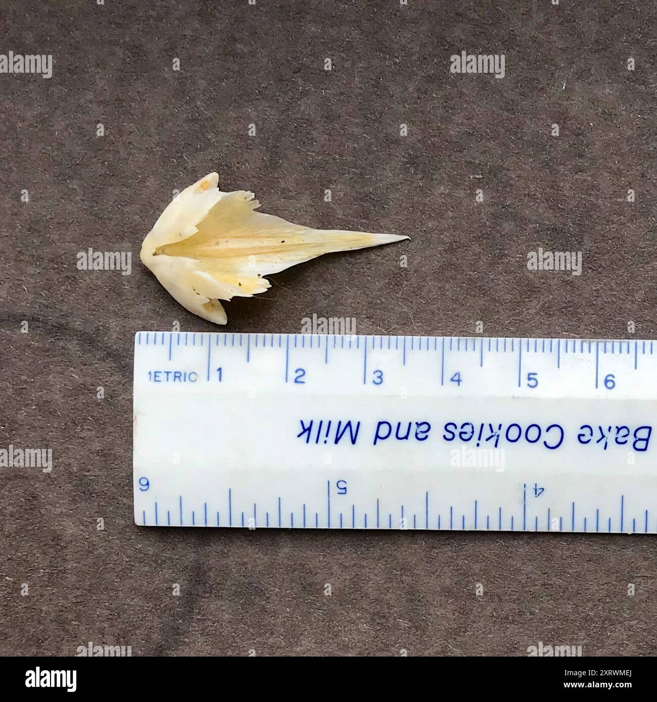 Merlucciid Hakes (Merlucciidae) Actinopterygii Stock Photo - Alamy