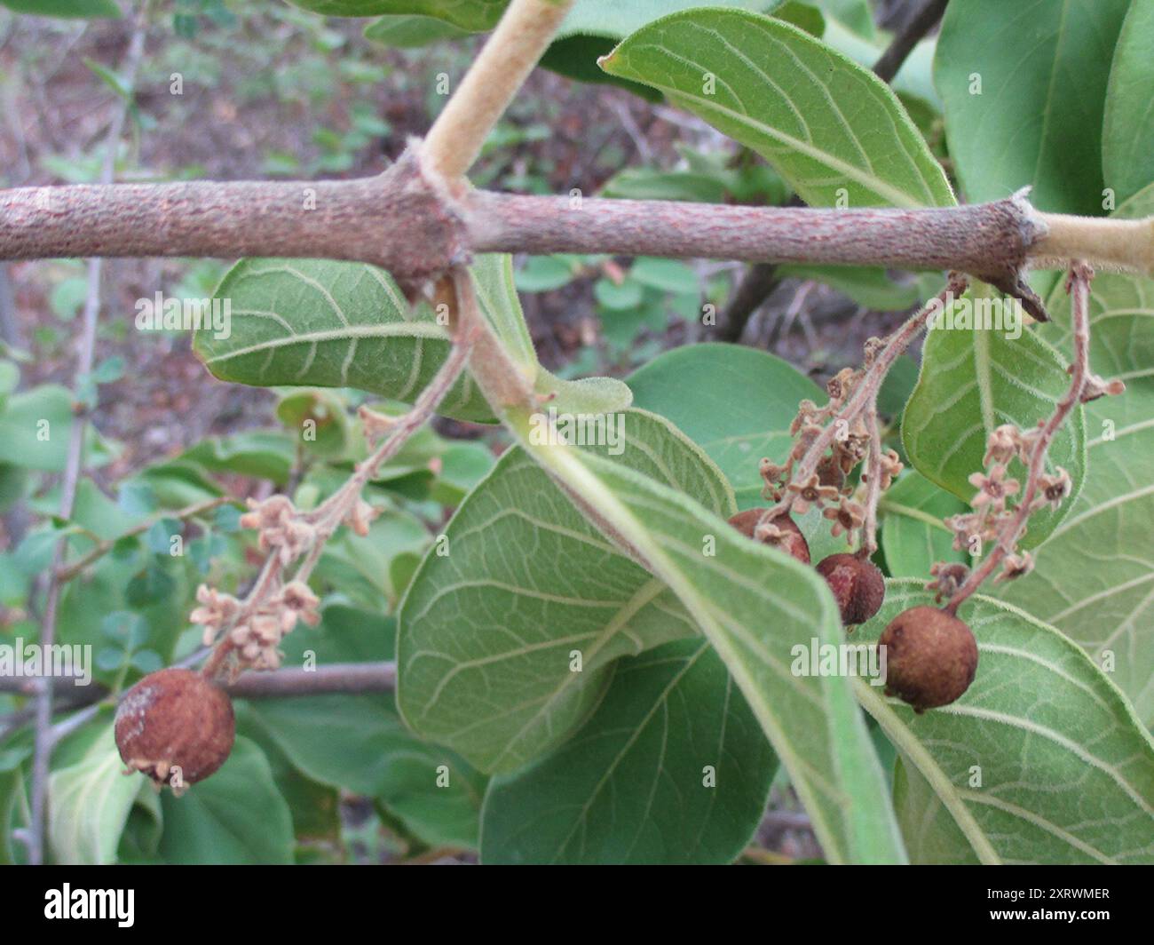 Vangueria hi-res stock photography and images - Alamy