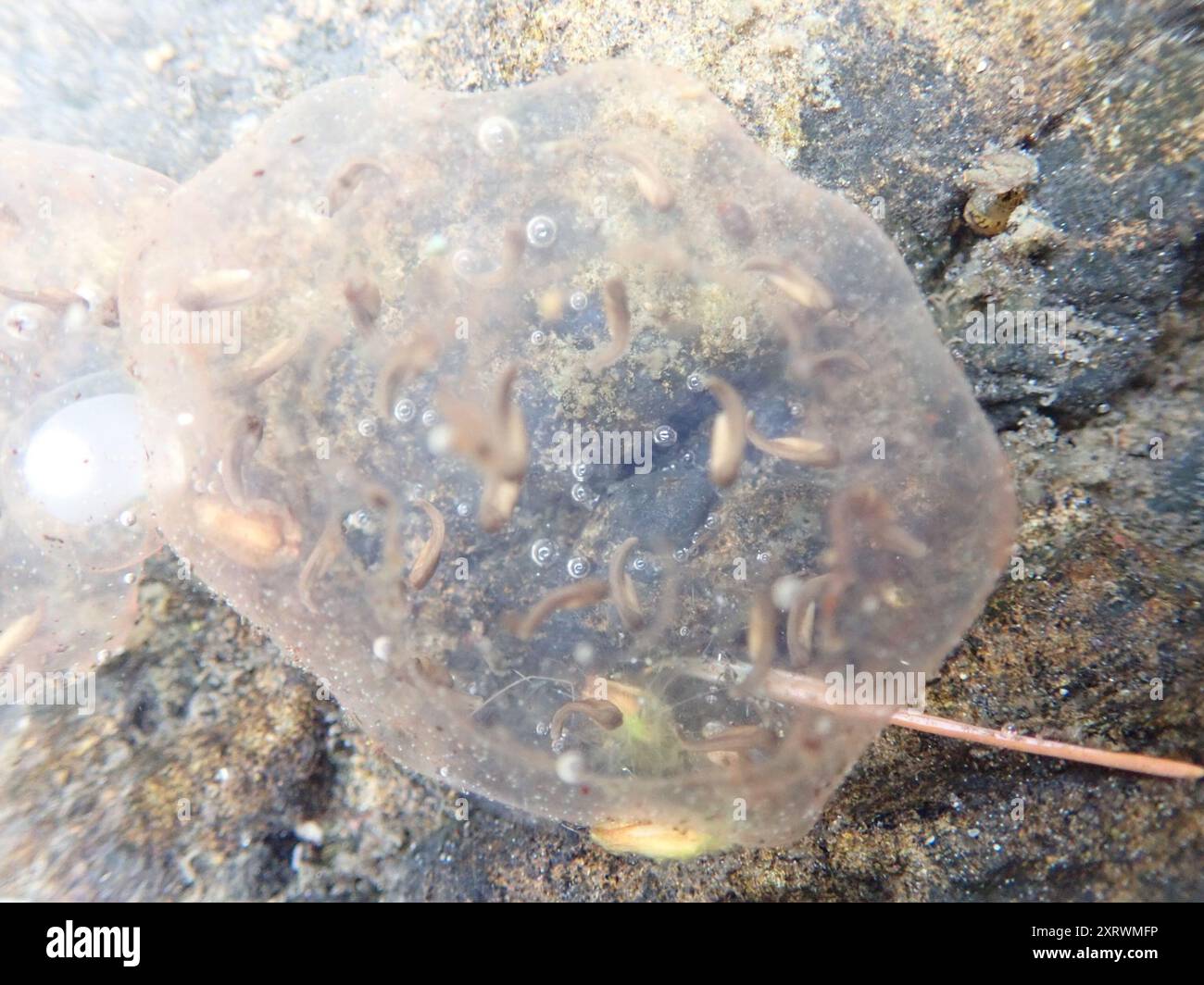 Amphibians (Amphibia) Amphibia Stock Photo - Alamy
