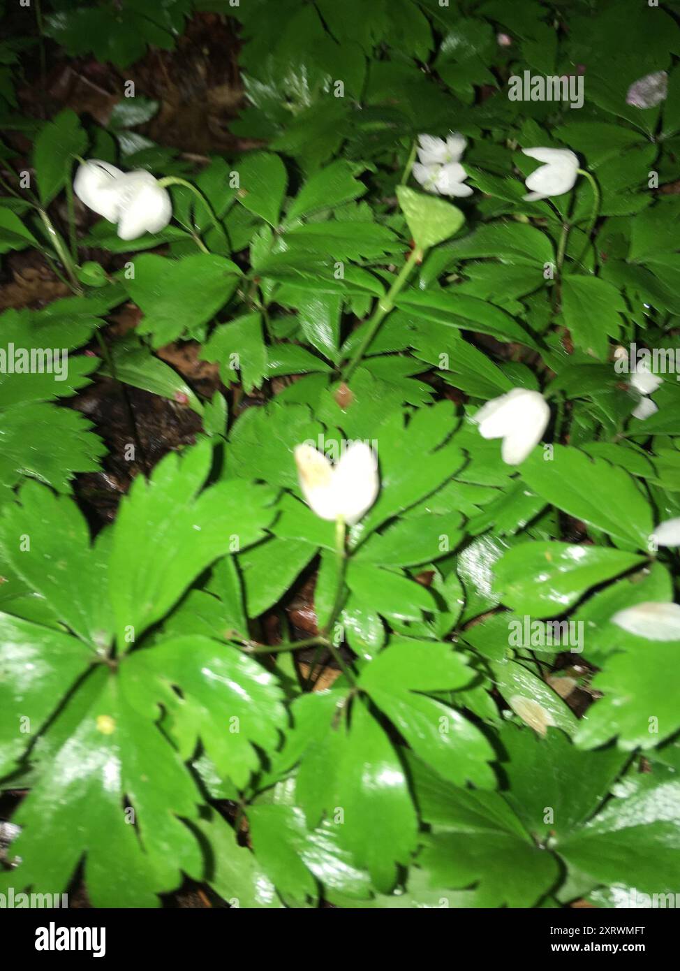wood anemone (Anemonoides quinquefolia) Plantae Stock Photo - Alamy