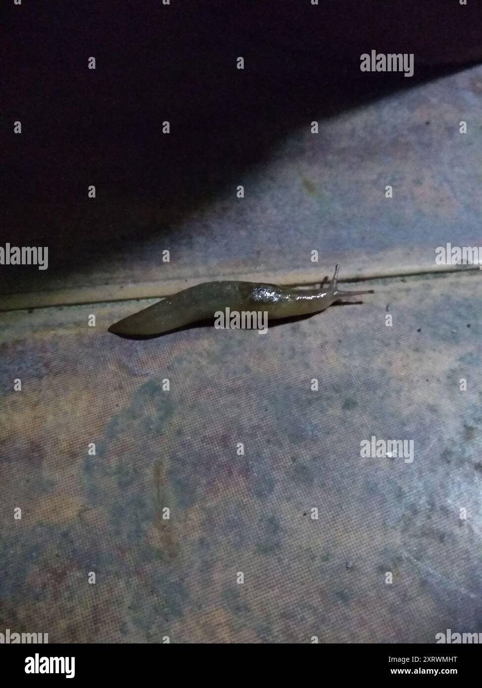 Yellow Cellar Slug (Limacus flavus) Mollusca Stock Photo - Alamy