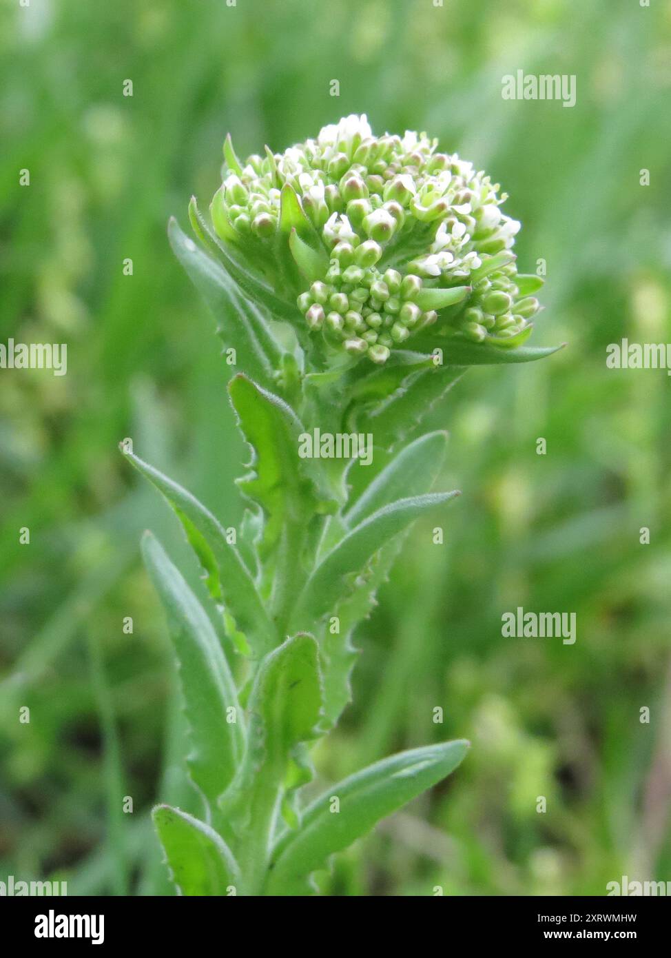 field peppergrass (Lepidium campestre) Plantae Stock Photo - Alamy