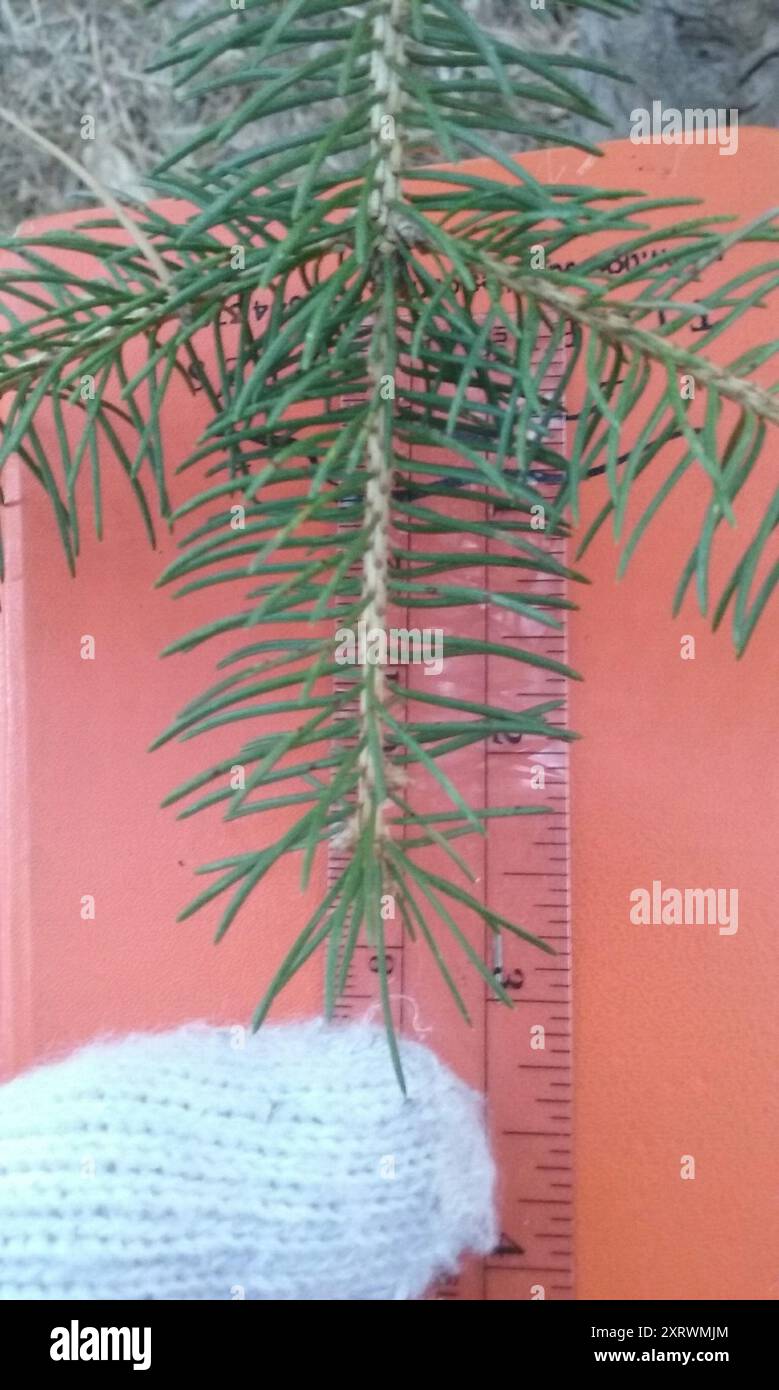 white spruce (Picea glauca) Plantae Stock Photo - Alamy