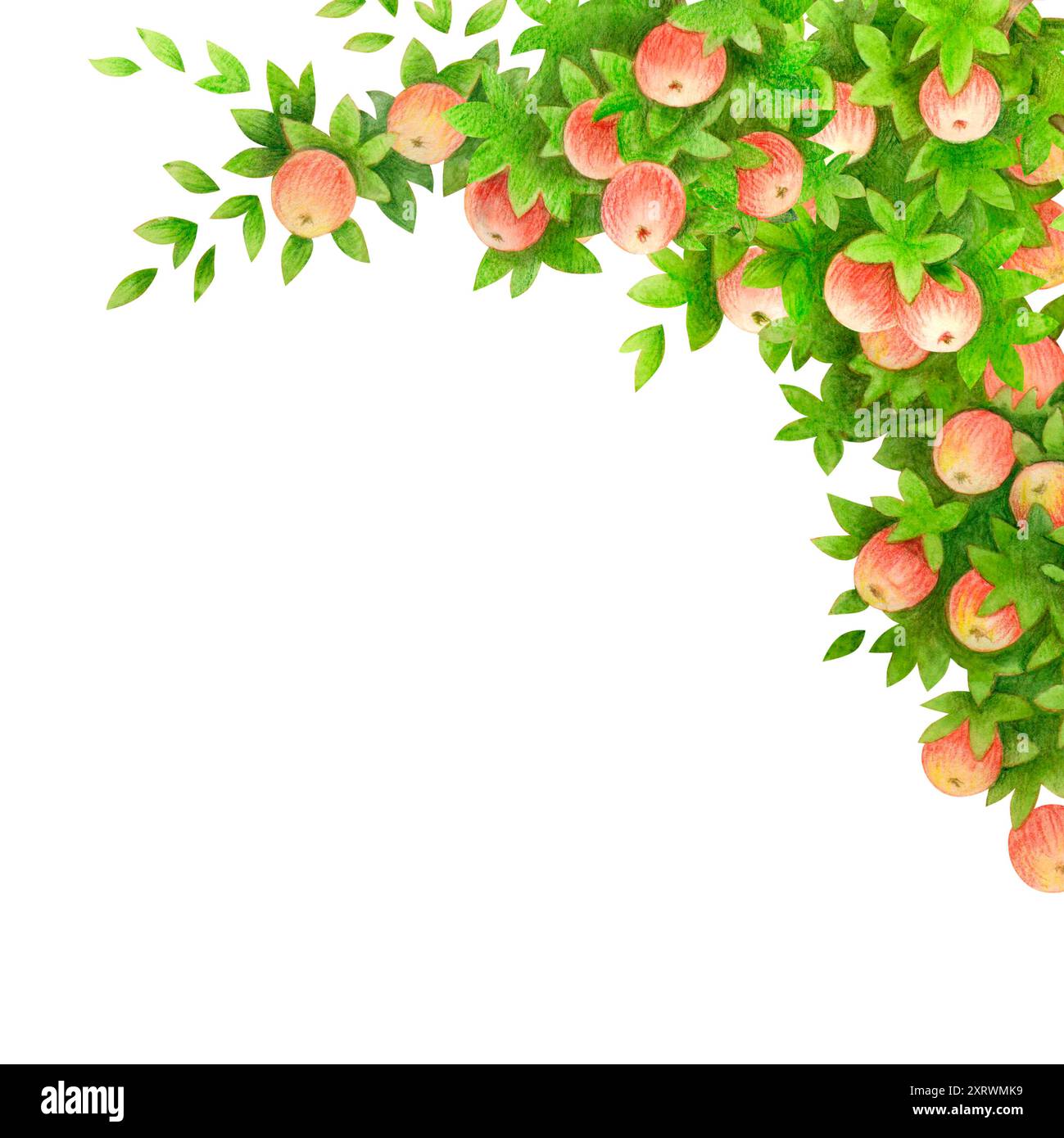 Apple tree branch corner arrangement. Frame or border with leaves and ...