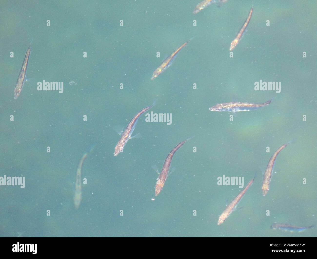 Threespine Stickleback (Gasterosteus aculeatus) Actinopterygii Stock ...