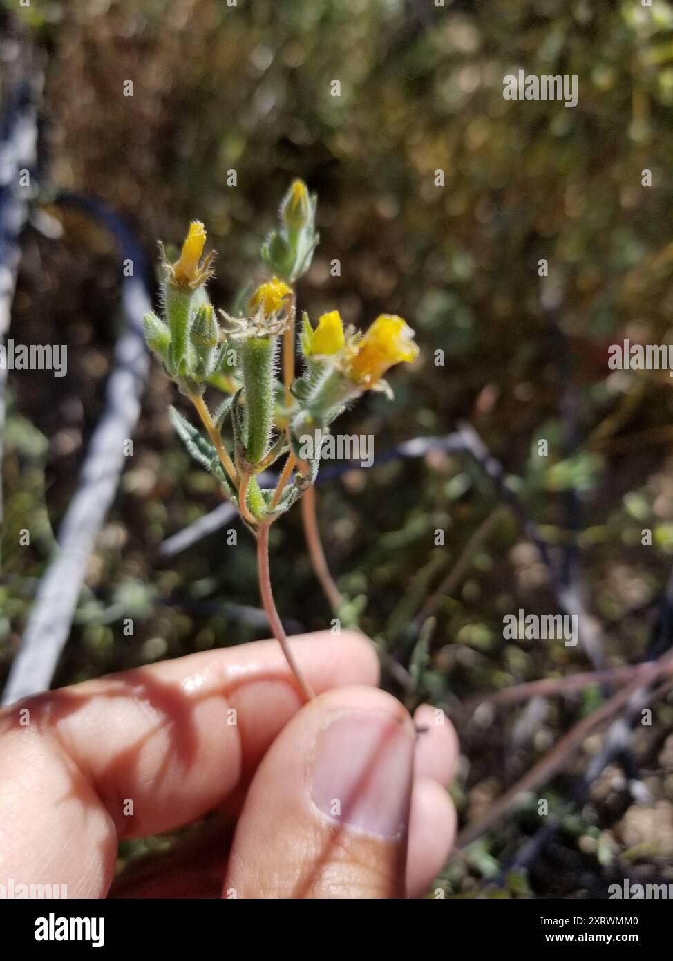 Whitestem Blazingstar (Mentzelia albicaulis) Plantae Stock Photo - Alamy