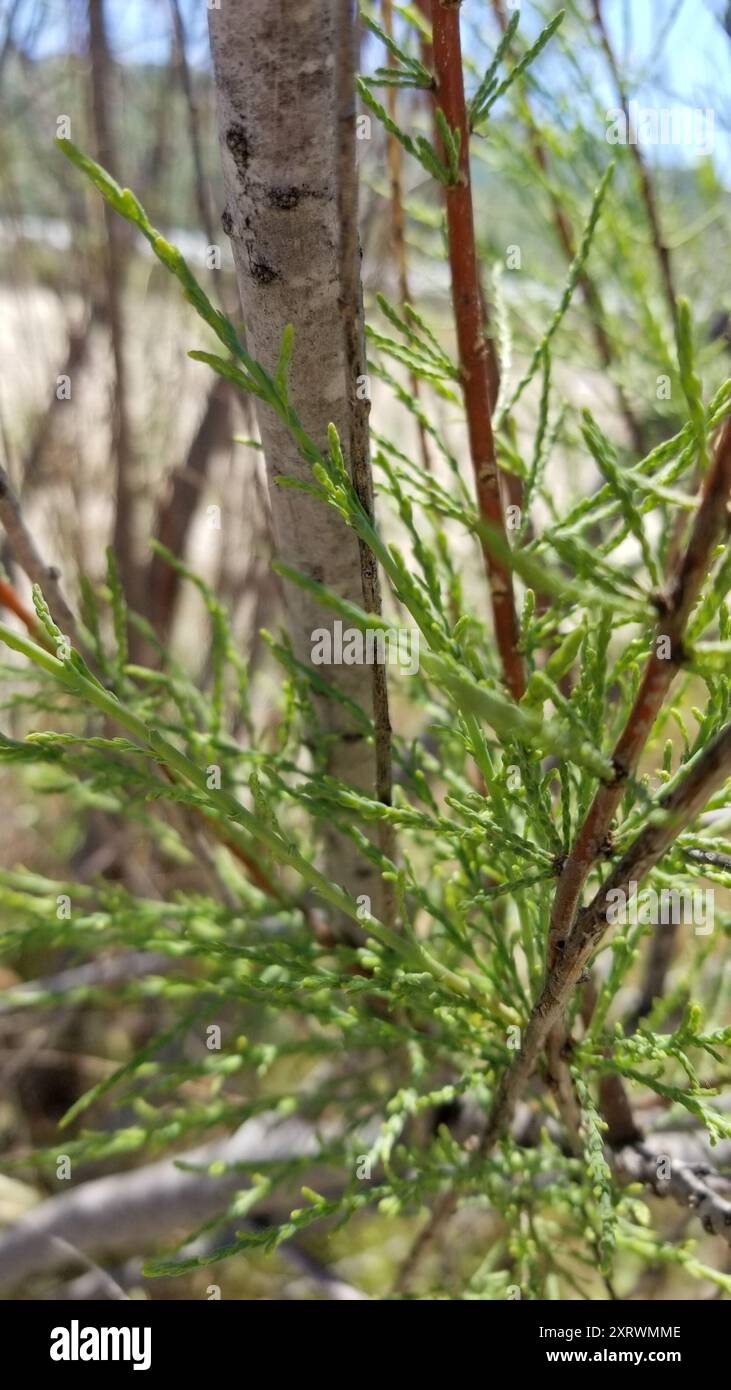 saltcedar (Tamarix ramosissima) Plantae Stock Photo - Alamy