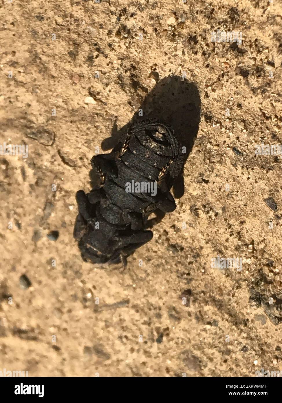 Diabolical ironclad beetle hi-res stock photography and images - Alamy