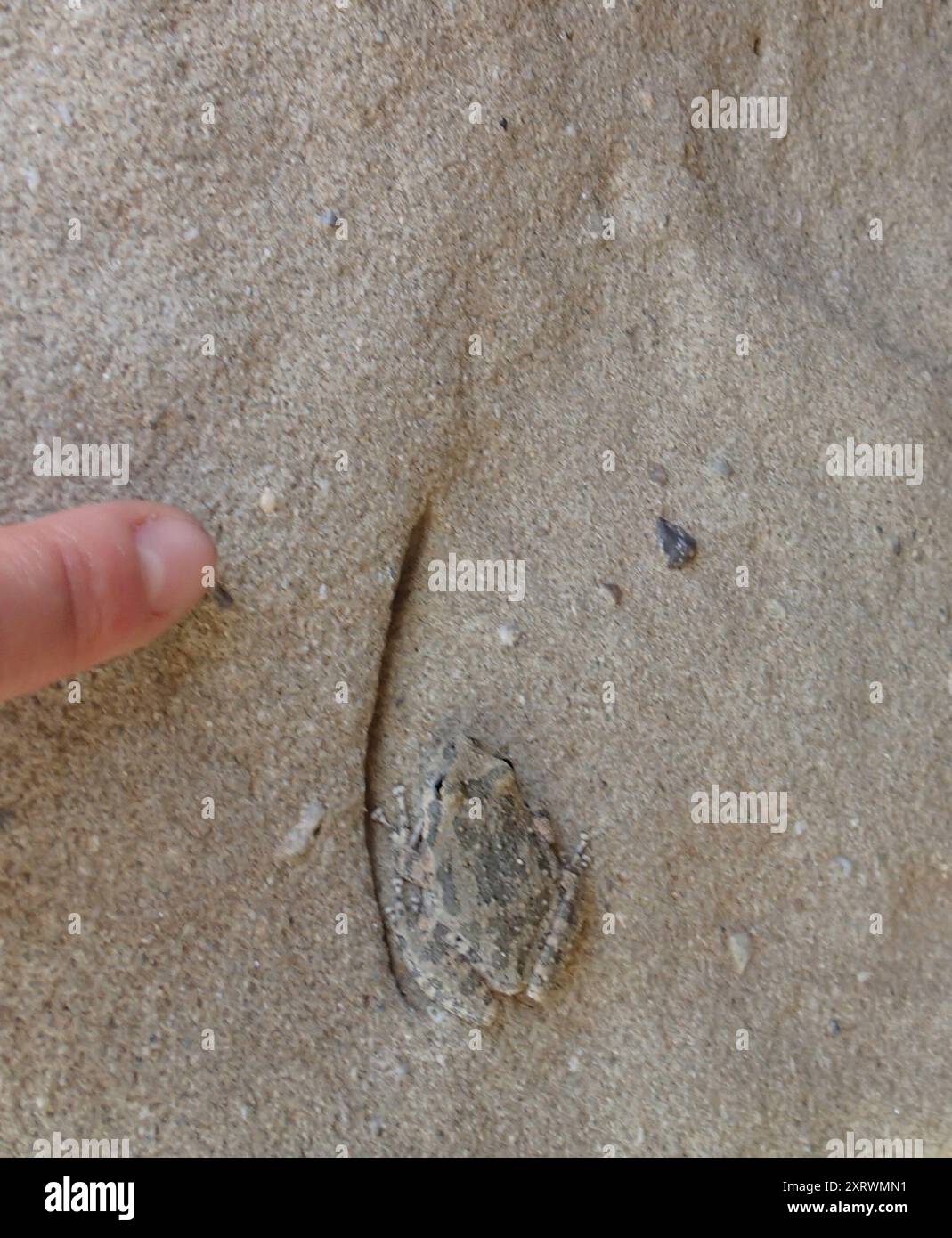 California Tree Frog (Pseudacris cadaverina) Amphibia Stock Photo - Alamy