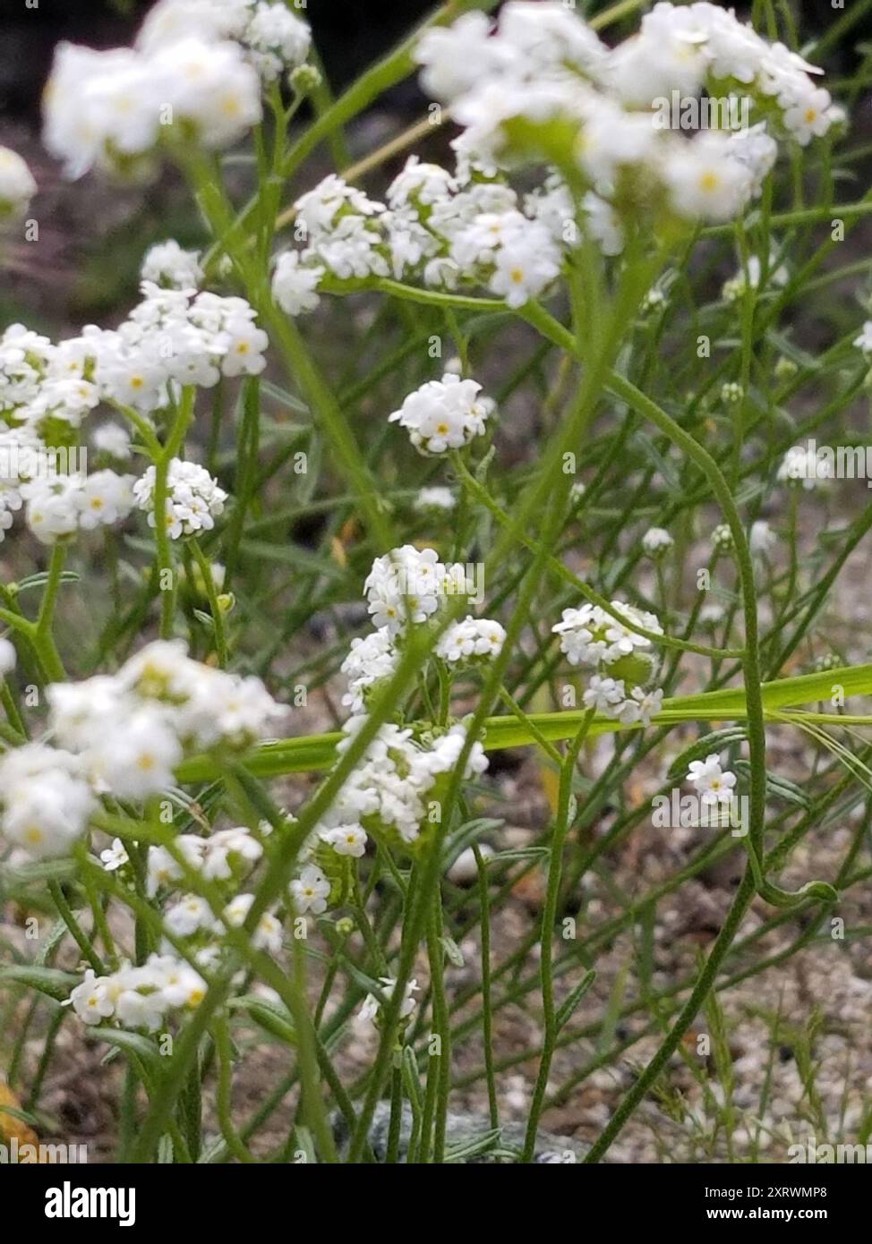Clearwater cryptantha (Cryptantha intermedia) Plantae Stock Photo - Alamy