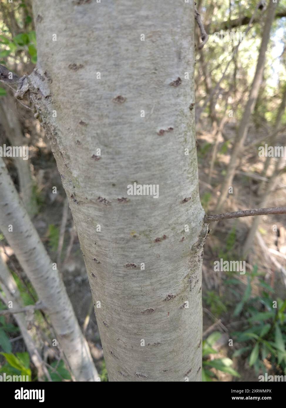 white poplar (Populus alba) Plantae Stock Photo - Alamy
