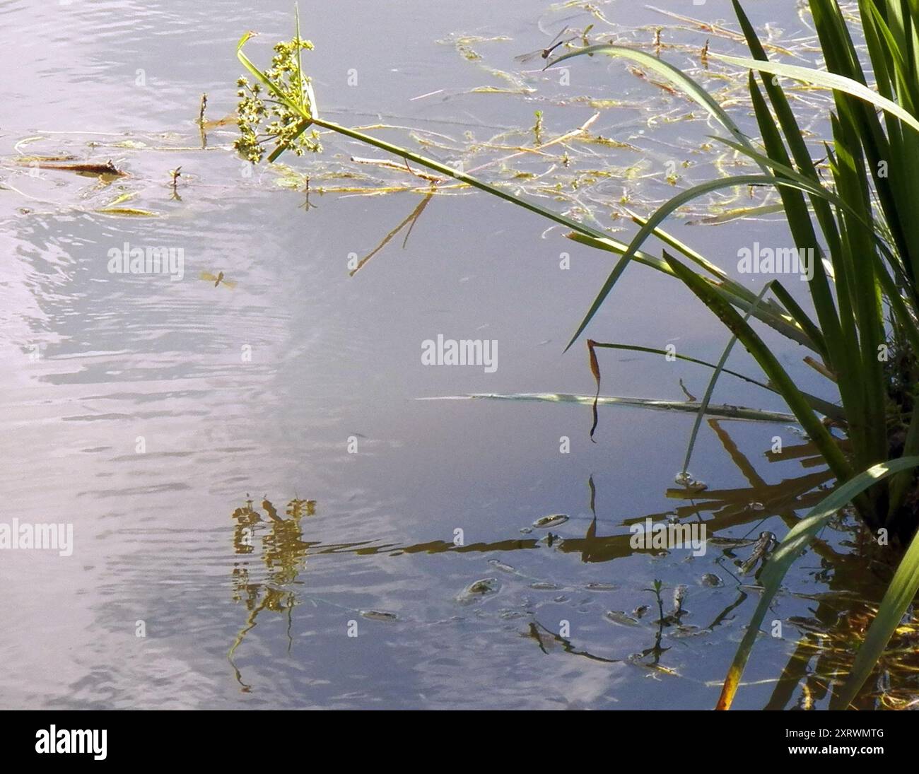 Green Flatsedge (Cyperus virens) Plantae Stock Photo - Alamy
