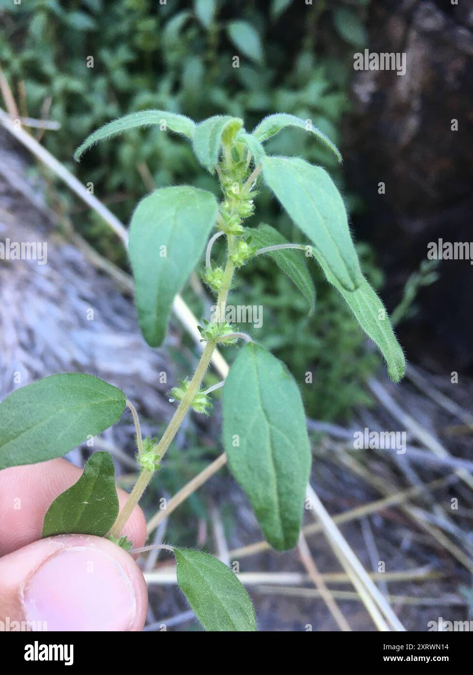 Pennsylvania pellitory (Parietaria pensylvanica) Plantae Stock Photo ...