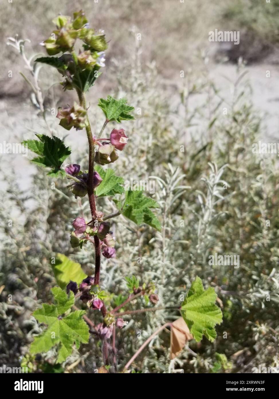 cheeseweed mallow (Malva parviflora) Plantae Stock Photo - Alamy