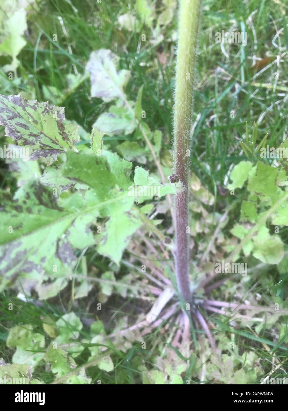 Tall false hawksbeard (Youngia thunbergiana) Plantae Stock Photo - Alamy