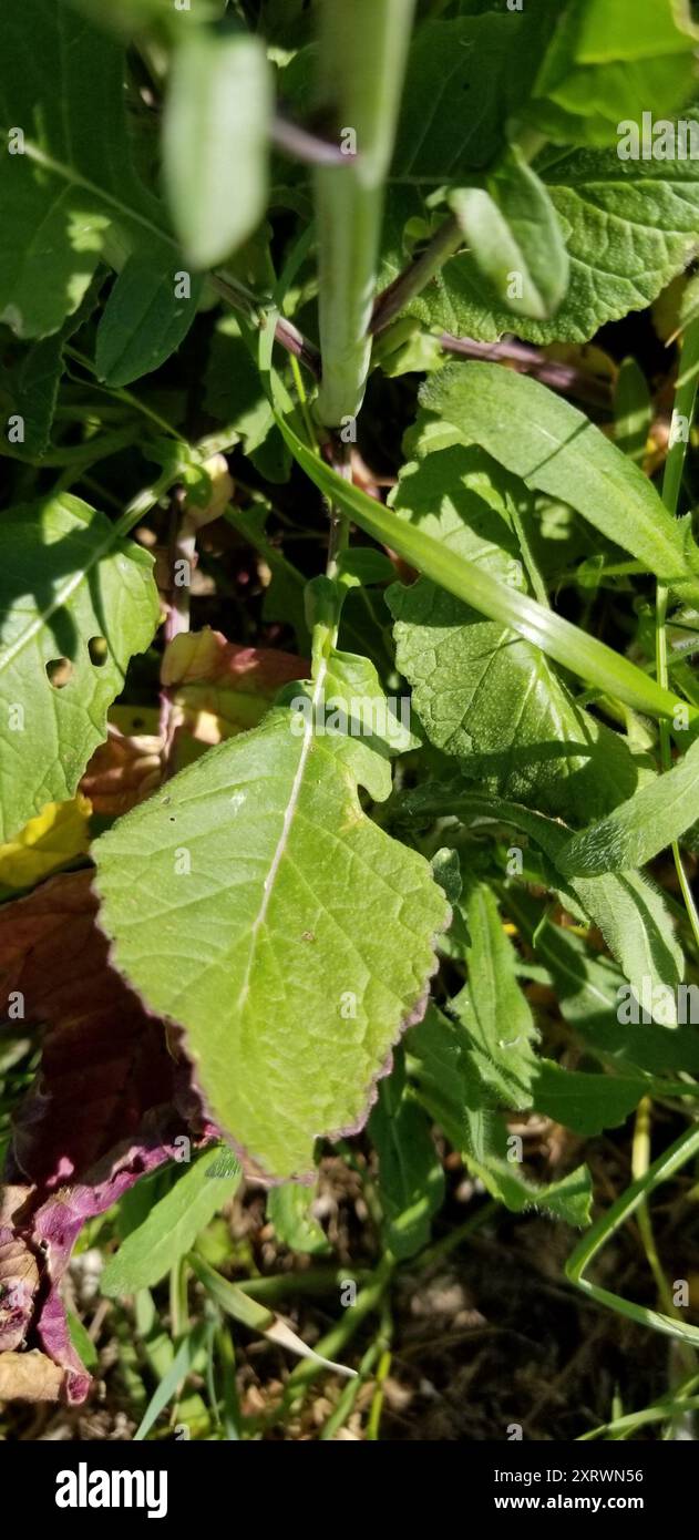 annual bastard cabbage (Rapistrum rugosum) Plantae Stock Photo - Alamy