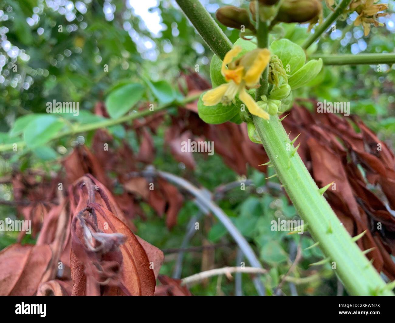 flowering plants (Angiospermae) Plantae Stock Photo - Alamy
