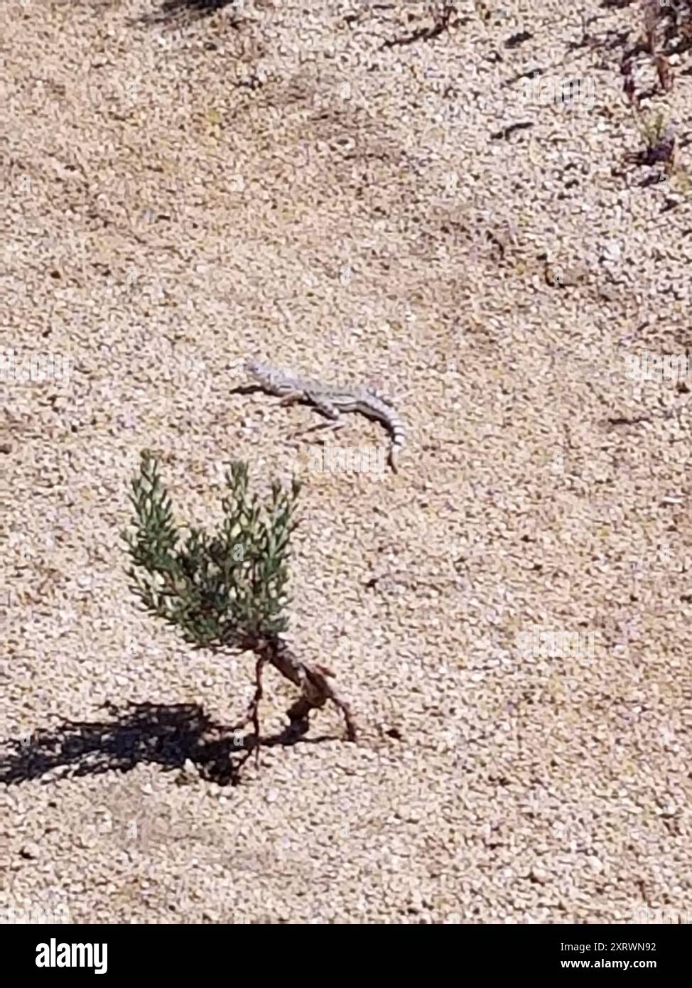 Zebra-tailed Lizard (Callisaurus draconoides) Reptilia Stock Photo - Alamy