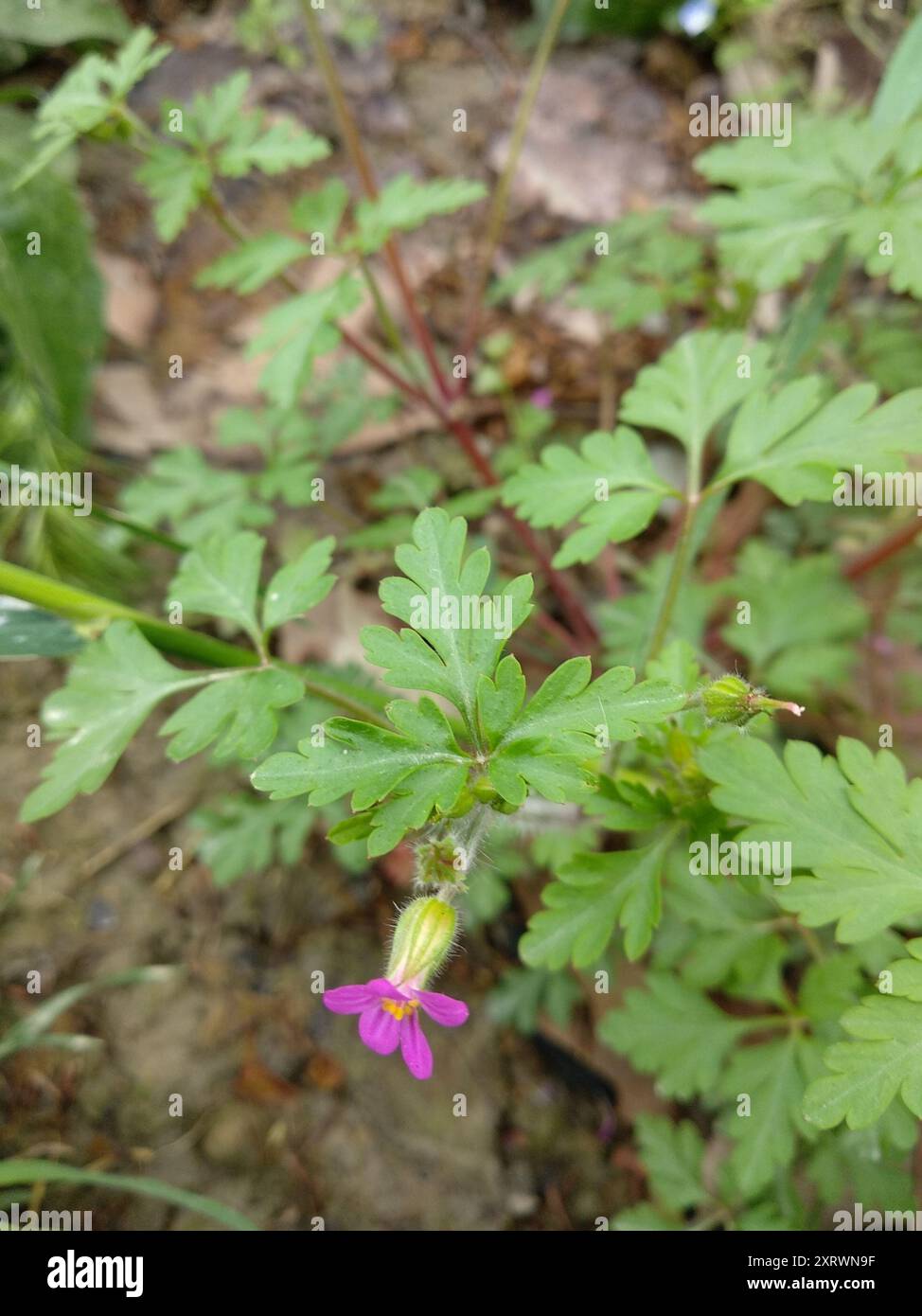 Little-Robin (Geranium purpureum) Plantae Stock Photo - Alamy