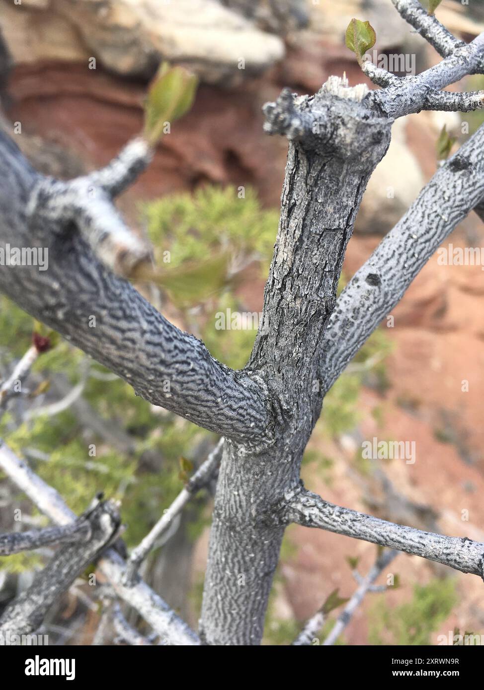 single-leaf ash (Fraxinus anomala) Plantae Stock Photo - Alamy