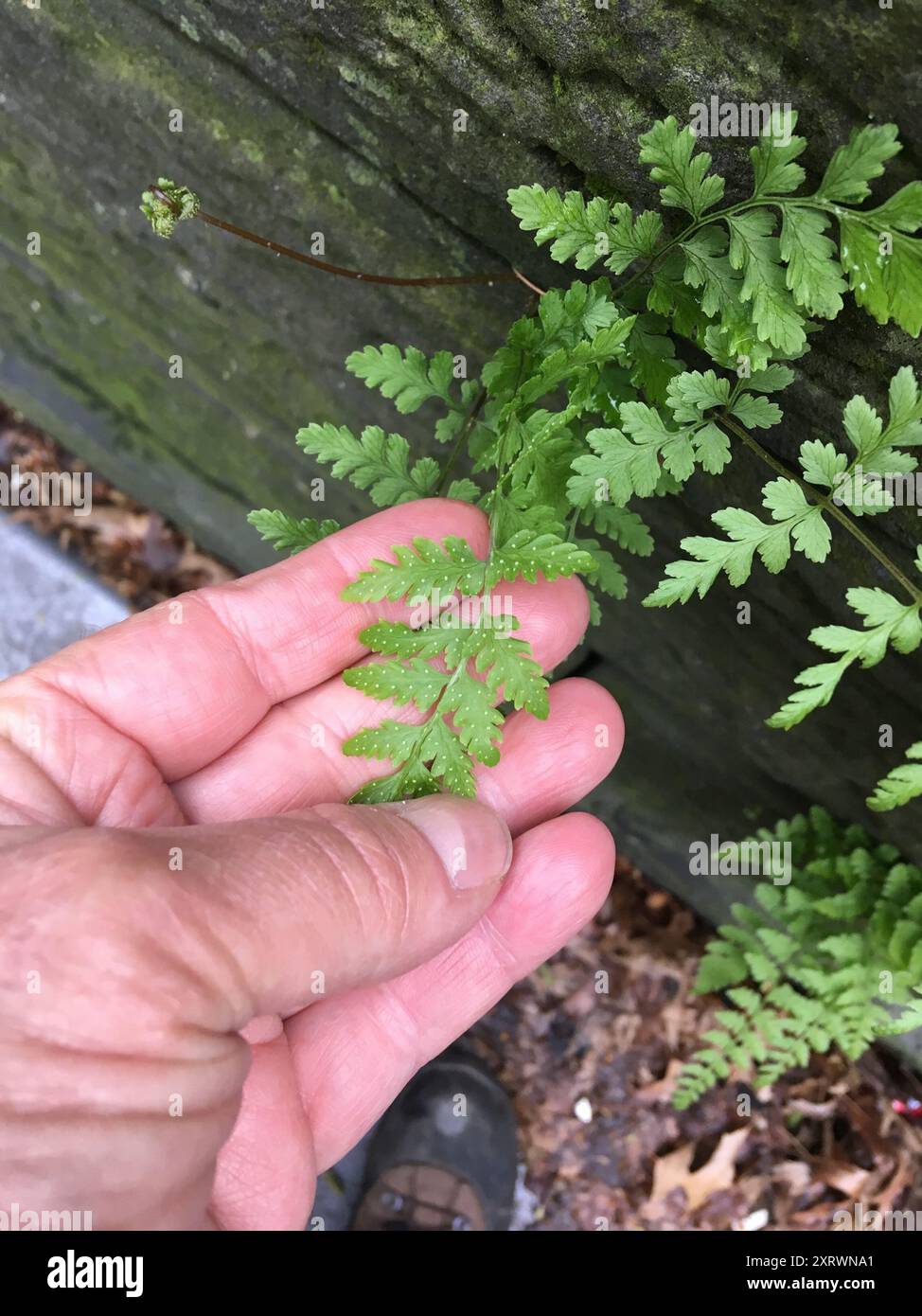 Mackay's Fragile Fern (Cystopteris tenuis) Plantae Stock Photo - Alamy