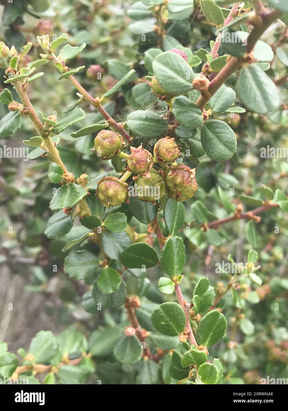 Wart-stemmed Ceanothus (Ceanothus verrucosus) Plantae Stock Photo - Alamy