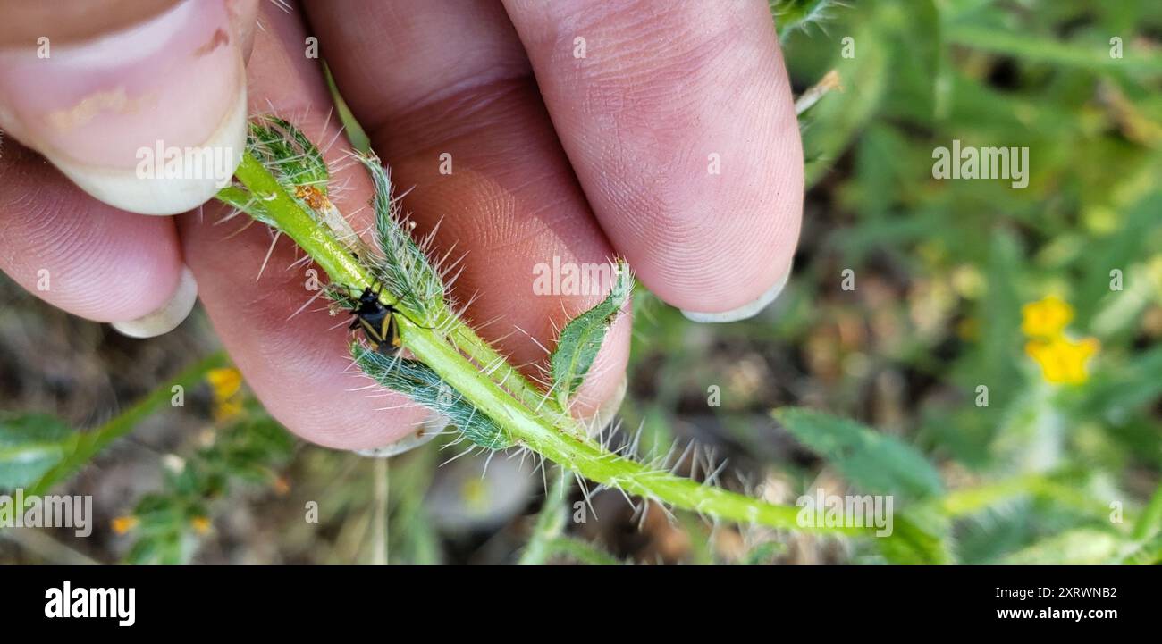Fiddleneck Plant Bug (Plagiognathus moerens) Insecta Stock Photo - Alamy