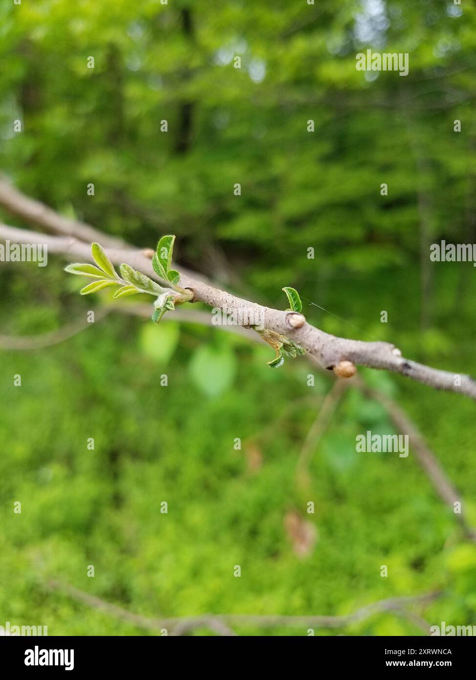 shining sumac (Rhus copallinum) Plantae Stock Photo - Alamy